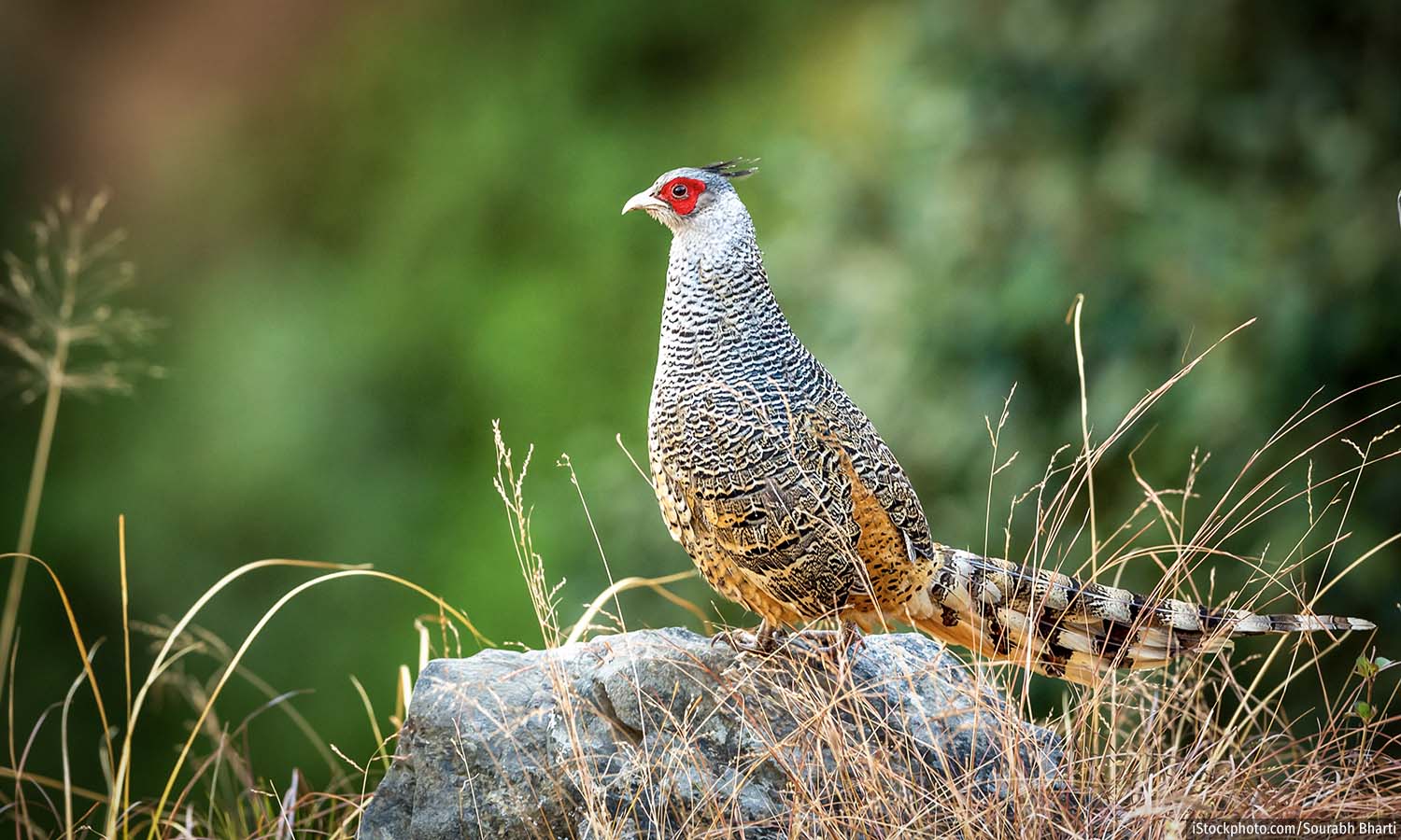 How A Threatened Bird Species Was Reintroduced In Himachal