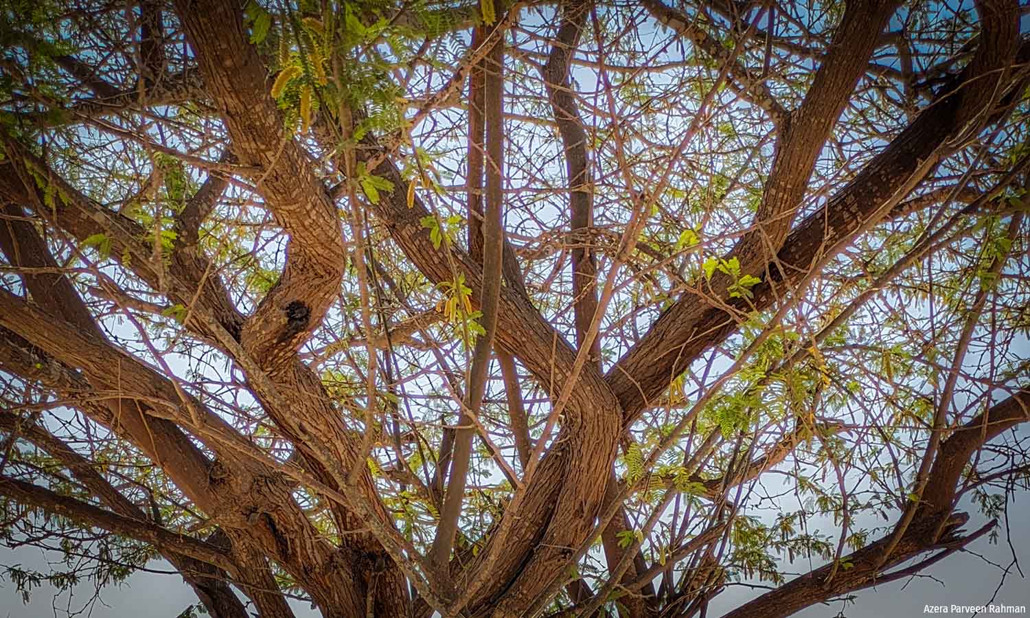 The ‘Mad Tree’ That Sustains Banni’s Vada Koli Community