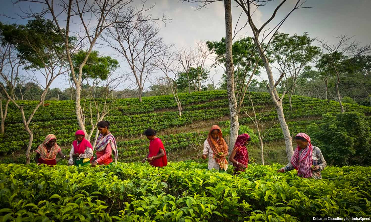 Inside The Brewing Healthcare Crisis of Assam’s Tea Garden Labourers