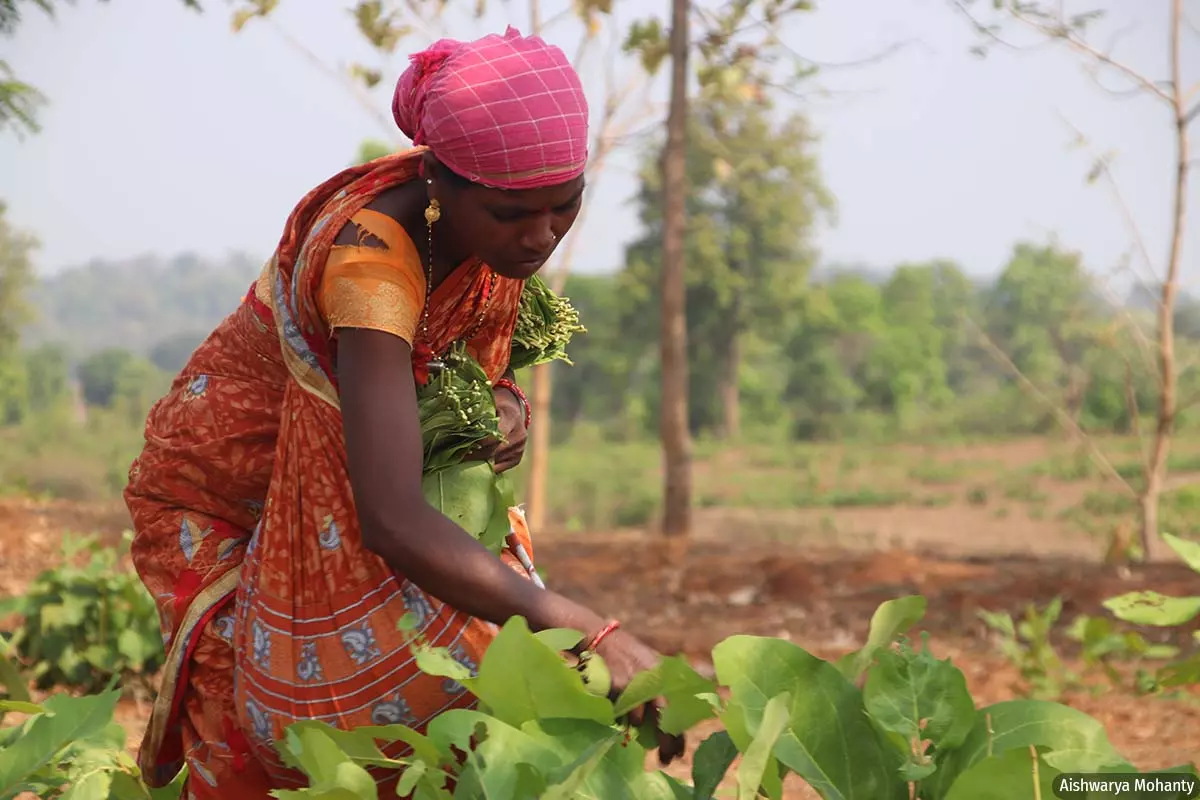 Koraput’s Gram Sabhas Harness Economic Potential Of Kendu Leaves