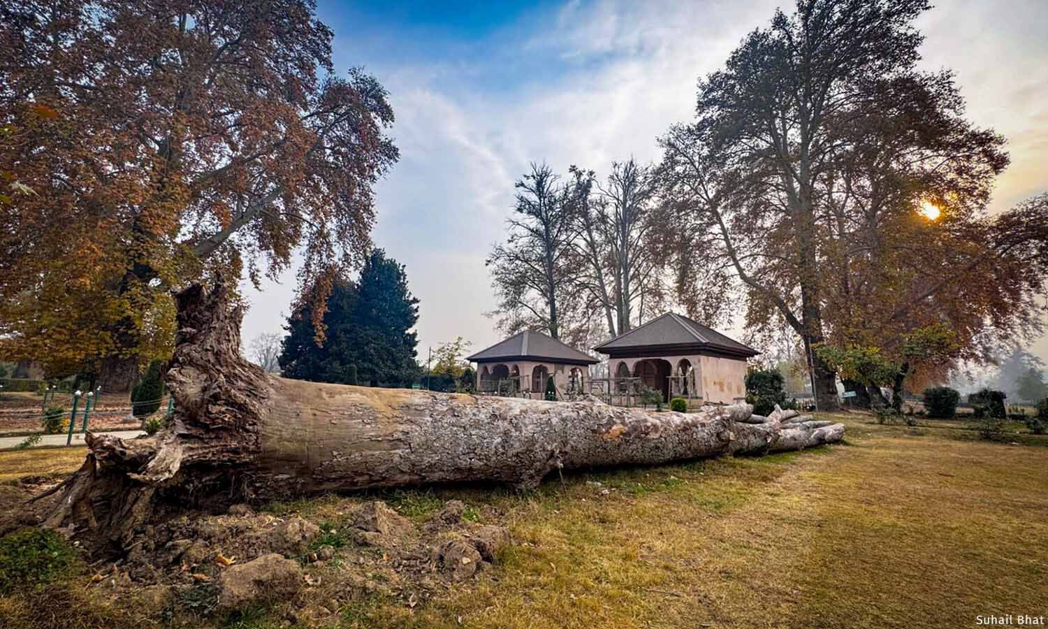 Kashmir’s Iconic Chinar Trees are Disappearing