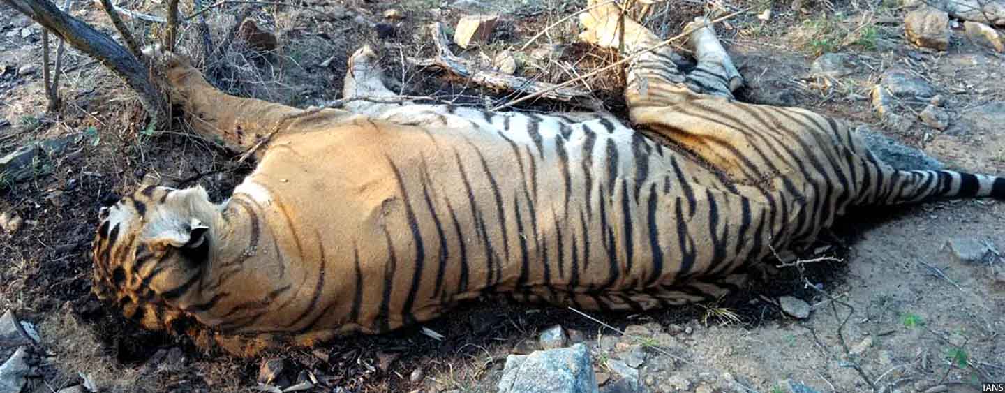 Most Tiger Deaths In Madhya Pradesh, Maharashtra Over 8 Years