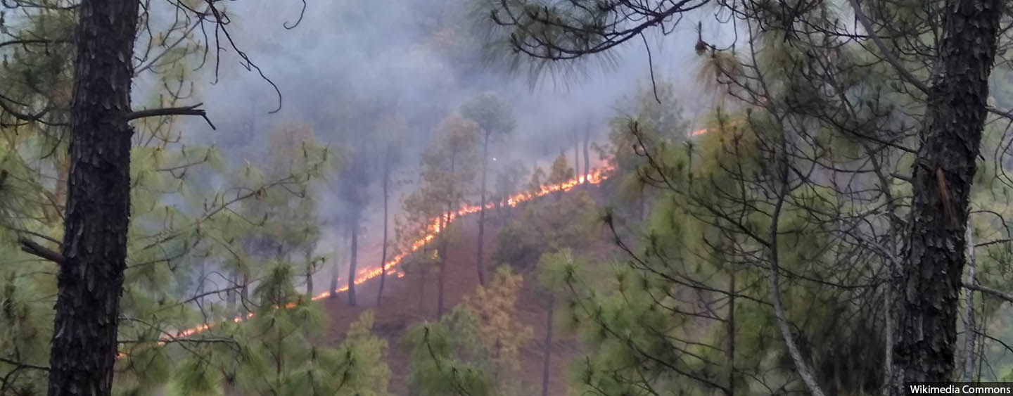 Forest Fires Increased 158% In 6 Years; Warming A Factor: Experts